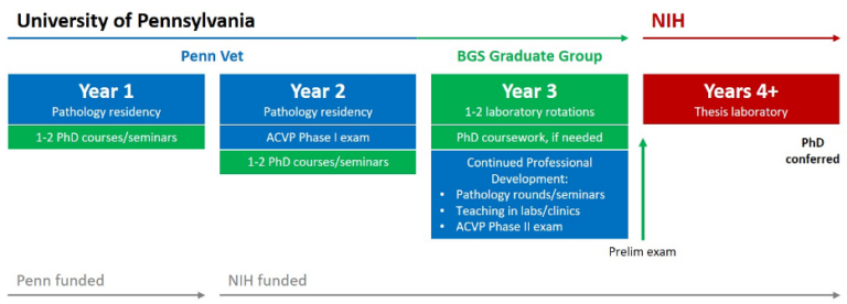 Combined Pathology Residency and PhD – University of Pennsylvania ...