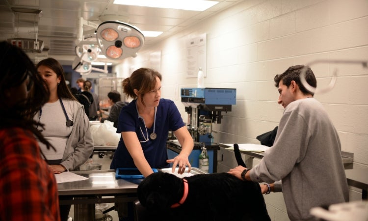 A Penn Vet Pilot Program of Alumni Teaching Student Labs Wins Positive Reviews – and a Possible ...